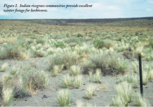 The Diversity of Nevada Rangelands - The Progressive Rancher
